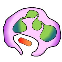 The Rada Laboratory – The Laboratory of Neutrophil Biology and Mucosal ...